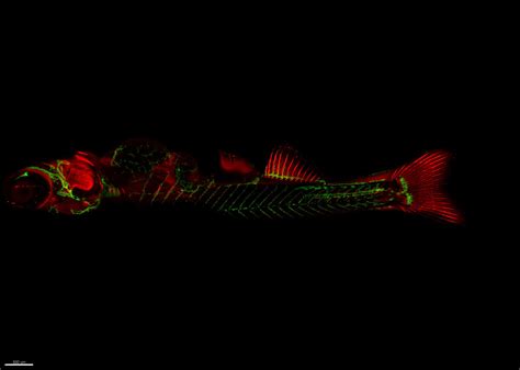 High Speed Confocal Microscope System Dragonfly Andor Oxford Instruments