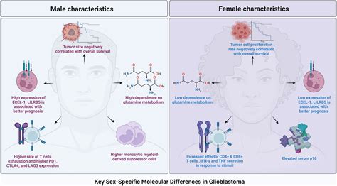 Frontiers Sex Specific Molecular Differences In Glioblastoma Assessing The Clinical