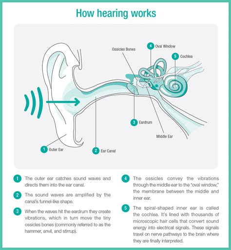 Ear Anatomy Nacogdoches TX Cole Audiology Lab