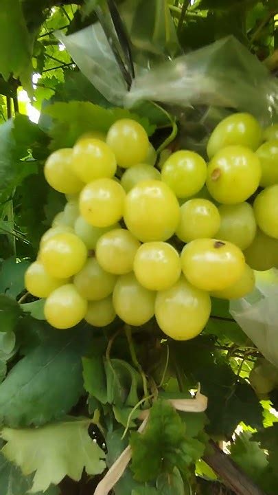 ყურძენი სუპერიორ სიდლესი Youtube