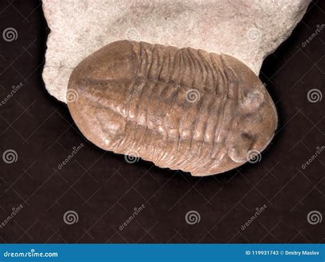 An Ancient Fossilized Egg And A Common Modern Chicken Egg Prehistoric