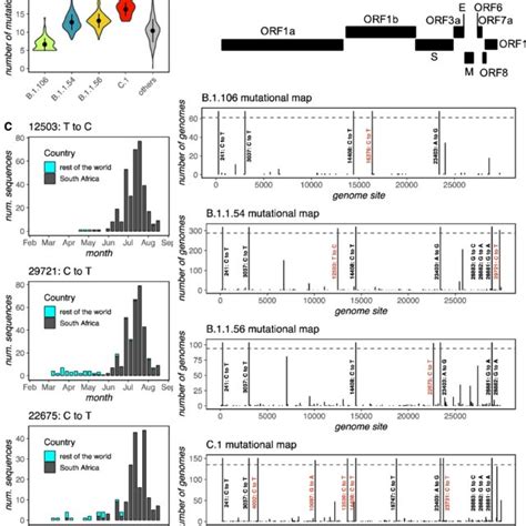 Lineage Defining Mutations Of The Three Main Sa Lineage Clusters A