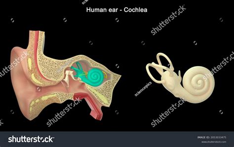사람 귀 구조 3d 그림 스톡 일러스트 2053033475 Shutterstock