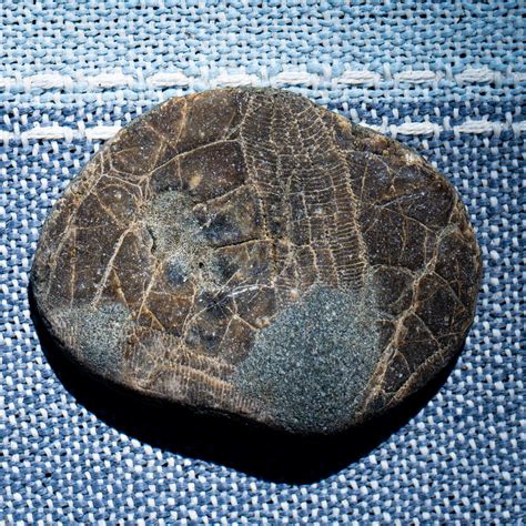 Can Someone Please Help Me Identify Found Several With The Same