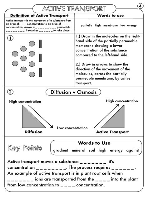 Igcse Biology Active Transport Worksheet Pdf