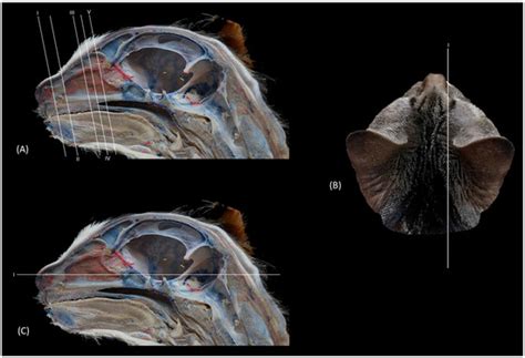 The Bony Nasal Cavity And Paranasal Sinuses Of Big Felids And Domestic