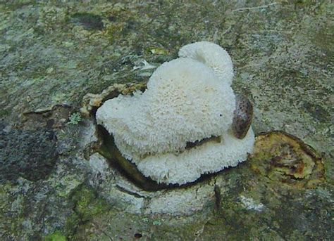 Poria Fungus At Indiana Mushrooms