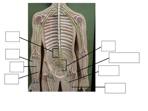 Biol243l Exam 4 Diagram 5 Diagram Quizlet