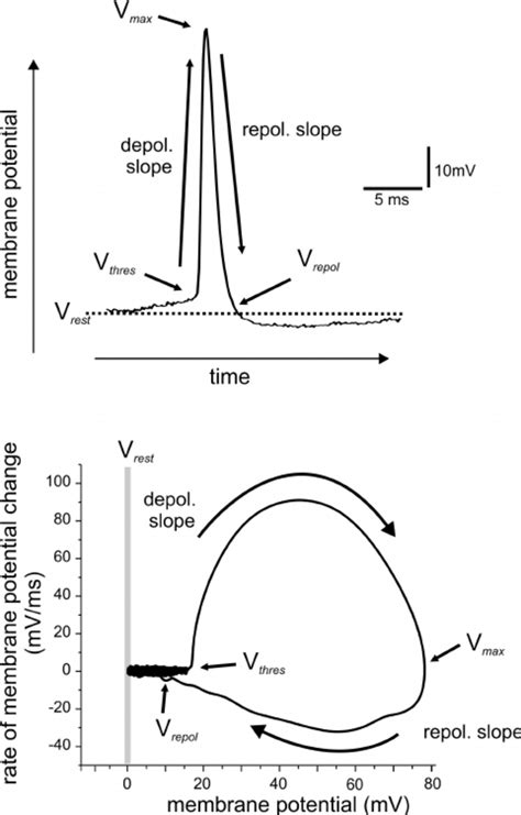 Phase Plot Analysis Of Action Potentials Aps Top An Ap Is Download Scientific Diagram