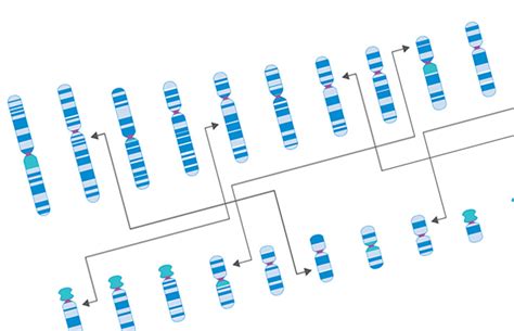 Cytogenomics Cytogenetic Analysis Of Chromosome Aberrations