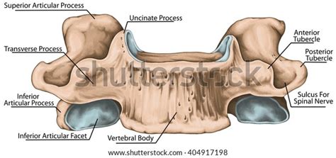Uncinate Process Vertebra