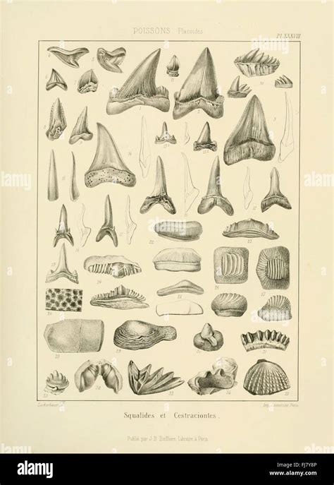 An In Depth Paleontological Work Discussing Various Fossil Species Focusing On Ancient Life