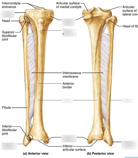 Structure Of The Tibia Diagram Quizlet