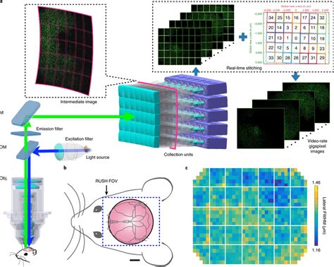 Schematic And Characterization Of A RUSH System A Diagram Of The RUSH Download Scientific