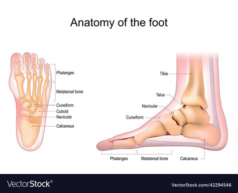Foot Anatomy Human With The Name Royalty Free Vector Image