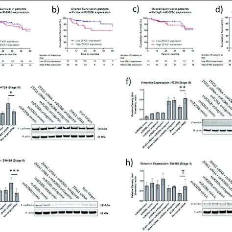 List Of Lncrna Mirna Interactions Download Scientific Diagram