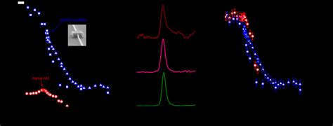 Responsivities And Spectra A Peak Responsivity Of Qwip Devices