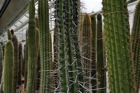 Various Species Of Columnar Cacti Photographed As Background They Have Different Spines Ribs