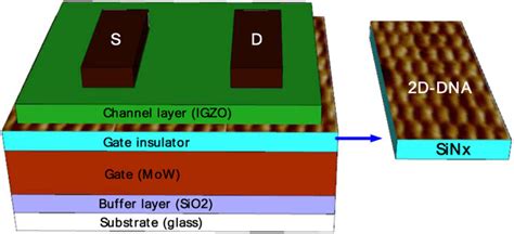 Schematic Of The Dx Tile Based 2d Dna Lattice Being Incorporated Into