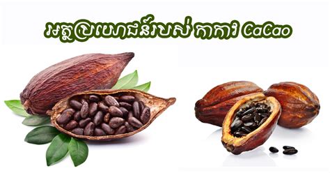 សារៈប្រយោជន៍របស់កាកាវ Cacao Knongsrok