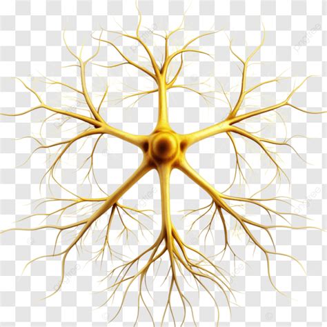 3d Illustration Of A Nerve Cell Isolated On White Background Showcasing The Complex Structure