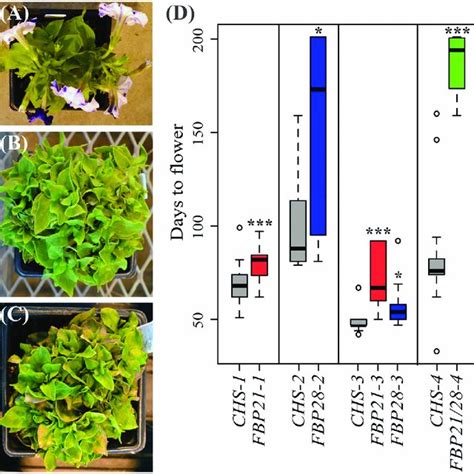 Relative Leaf Expression Of Soc1 Like Genes In Response To Short 8 H
