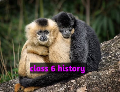 Class 6 History