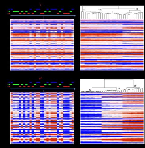 Unattended Detection Of Kinase Activities By Unsupervised Hierarchical Download Scientific