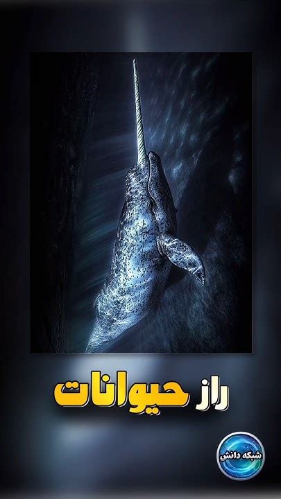 رازهای عجیب حیوانات که هیچکس نمیدونه قسمت ۲ ، نهنگ شاخدار ، پرندگان