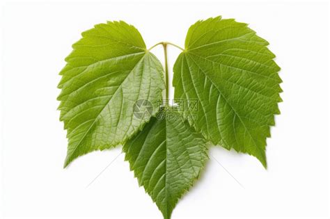 绿色的树叶高清图片下载 正版图片600240581 摄图网