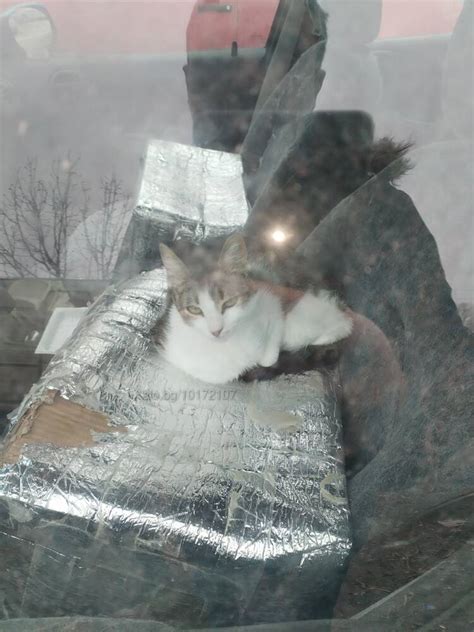 Подарявам котета Подарява Димитровград Търся любящи стопани на три котета две осеммес