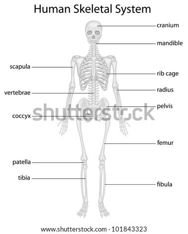 Illustration Skeletal System Labels Stock Vector Royalty Free 101843323 Shutterstock
