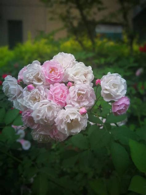 花中皇后月季駕到 每日頭條