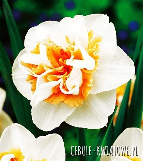 Narcyz Pełny Delnashaugh 3 Szt Cebule Kwiatowepl