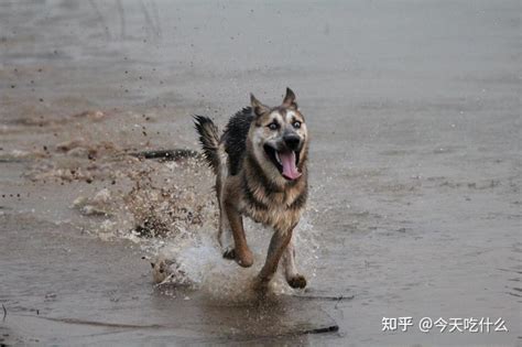 养这几种狗简直是和钱包过不去太会拆家了 知乎