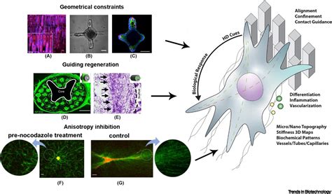 Breaking The Resolution Limits Of 3d Bioprinting Future Opportunities And Present Challenges