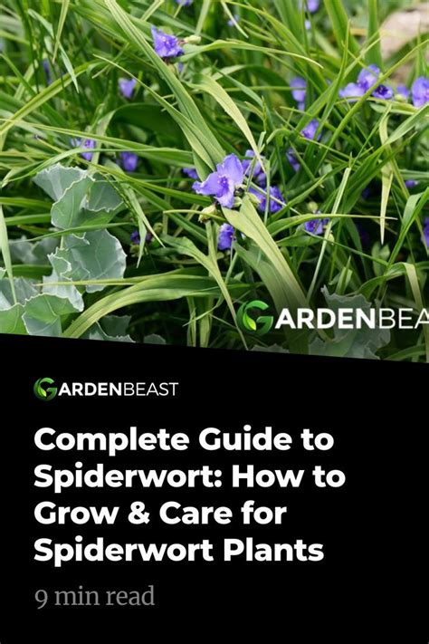 Spiderwort Guide How To Grow And Care For Spiderwort Plants Plants Garden Watering Schedule