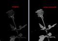 Python Opencv Remove Noise From An Image Using Cv Filter D Cocyer
