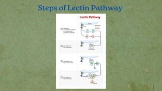 Complement Activation Pathways Key Mechanisms In Immune Defense PPTX