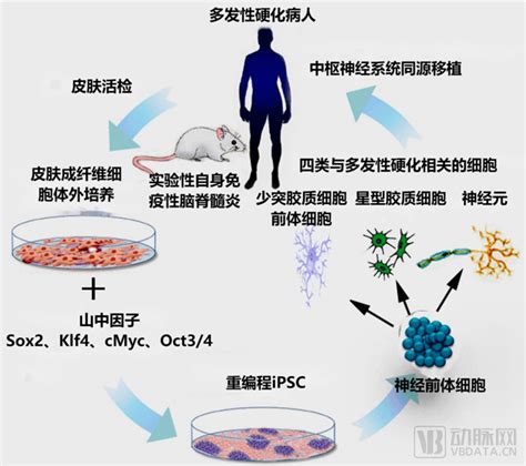 首发夏同生物完成数千万元天使轮融资国内首家专注神经脱髓鞘疾病的干细胞治疗公司