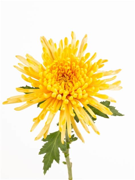 Picture Of Spider Mum Flower Best Flower Site