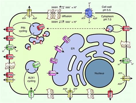 Group Of Auxin Transport Laboratory Of Hormonal Regulations In Plants