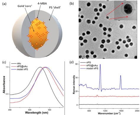 Characterization And Plasmonic Properties Of The Model Nps A Cartoon Download Scientific