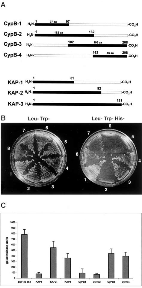 Identification Of The Protein Domains Responsible For Kap Cypb Download Scientific Diagram
