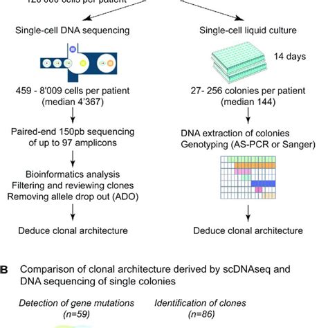 Comparison Of Methodologies To Define The Clonal Architecture Of Download Scientific Diagram