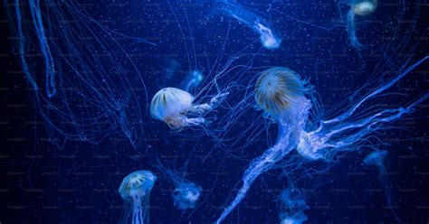수족관에서 수영하는 해파리 무리 사진 Unsplash의 벽지 이미지