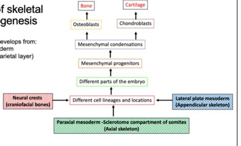 lecture 1 skeletal morphogenesis and embryological development sa