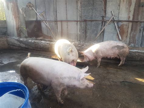 продава прасета малки и големи Прасета Селскостопански животни