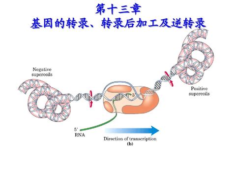 基因的转录、转录后加工及逆转录 医学生物化学 课件 上海交通大学医学院 13 Word文档在线阅读与下载 无忧文档