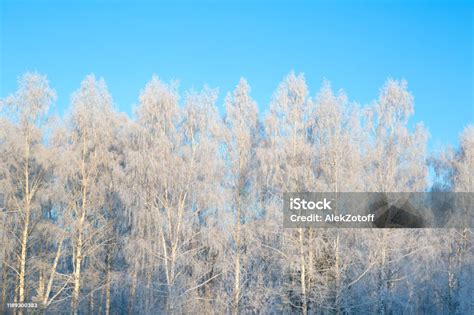 자작 나무 의 얼어 붙은 가지에 계절 자연 배경 눈 자연 겨울 풍경으로 덮여 0명에 대한 스톡 사진 및 기타 이미지 0명 12월 1월 Istock